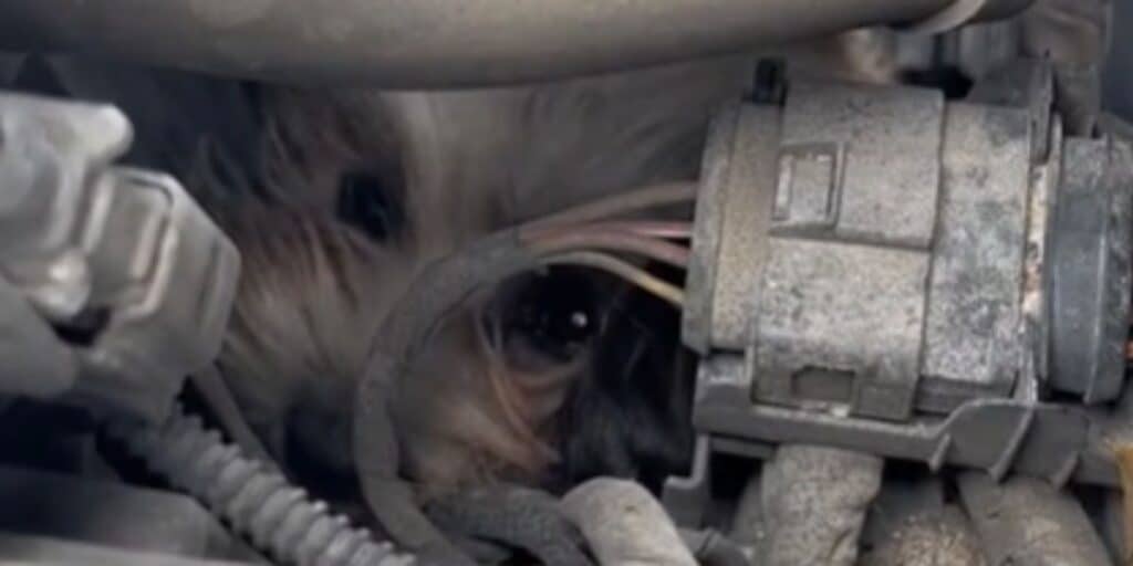 Dramataic Trapped Dog Rescued at Kansas City Royals Stadium