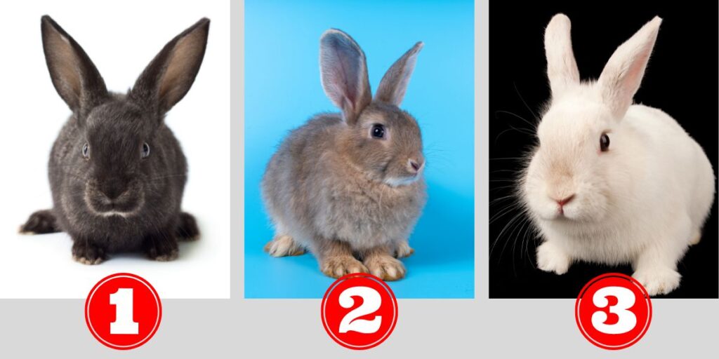 Personality Test: Are you Kind or Helpful? Choose a Bunny to see!