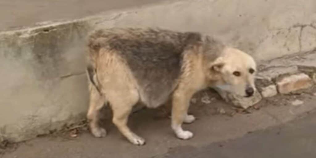 Ukraine rescue story: Sick and swollen stray Zhuzha pleads for help on ...