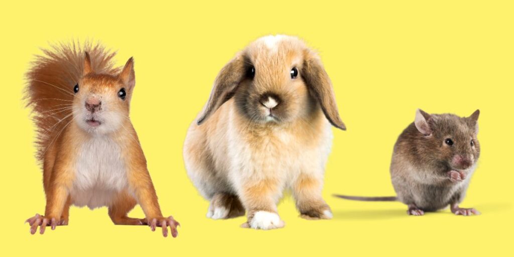 Unlock Your Personality Traits with This Woodland Animal Quiz!