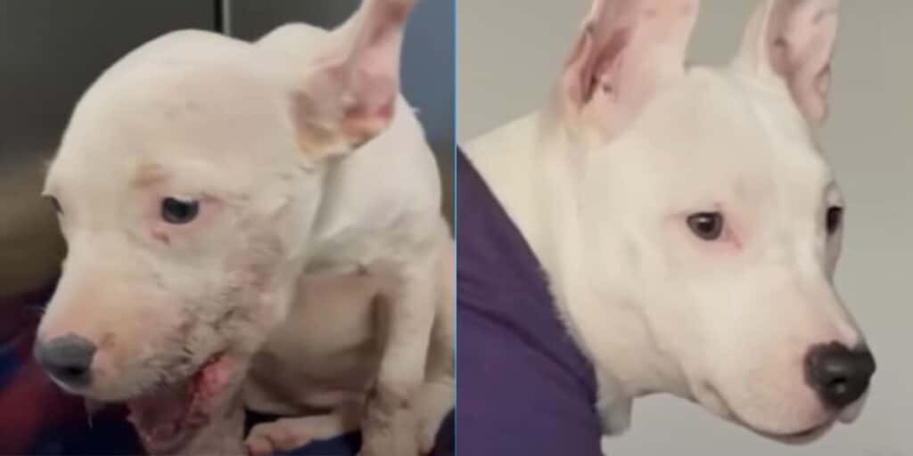 Rescue: Bowie's Transformation from Stray to Beloved Pup