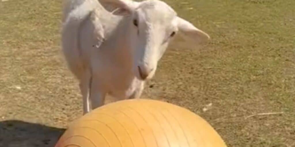 Heartwarming Sheep Rescue: Casper Learns to Play Ball