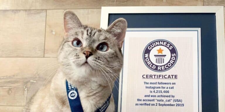 Nala the cat: from shelter to social media stardom