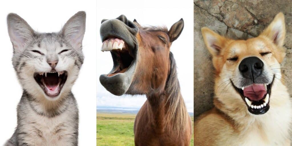 Personality Test: Choose a Laughing Animal to find out more