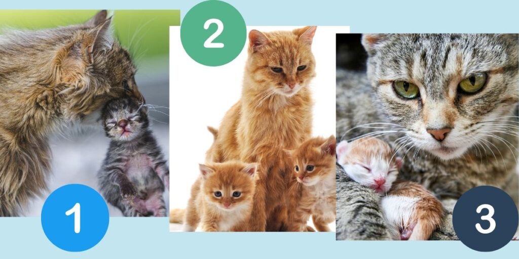 Discover Your Emotional Attachment: Cat Personality Test