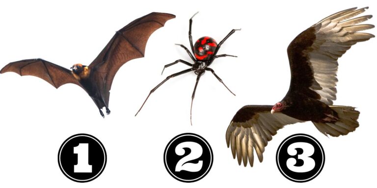 Take the Animal Personality Test: Uncover Your Dark Side
