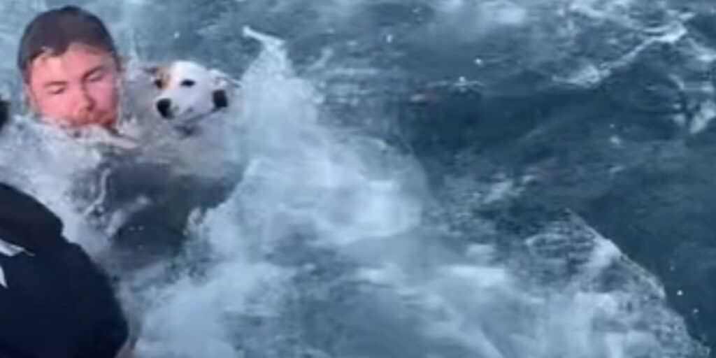 Inspiring Animal Rescue Story: Small Dog Saved from Ocean