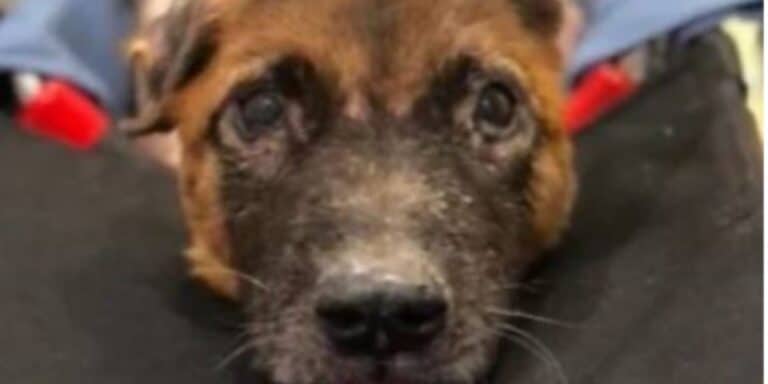 Inspiring Animal Rescue Story: Abandoned Dog Fights for Survival