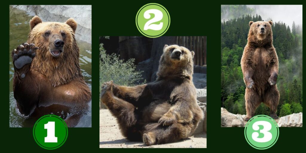 Personality test: which grizzly bear reveals your level of strength ...