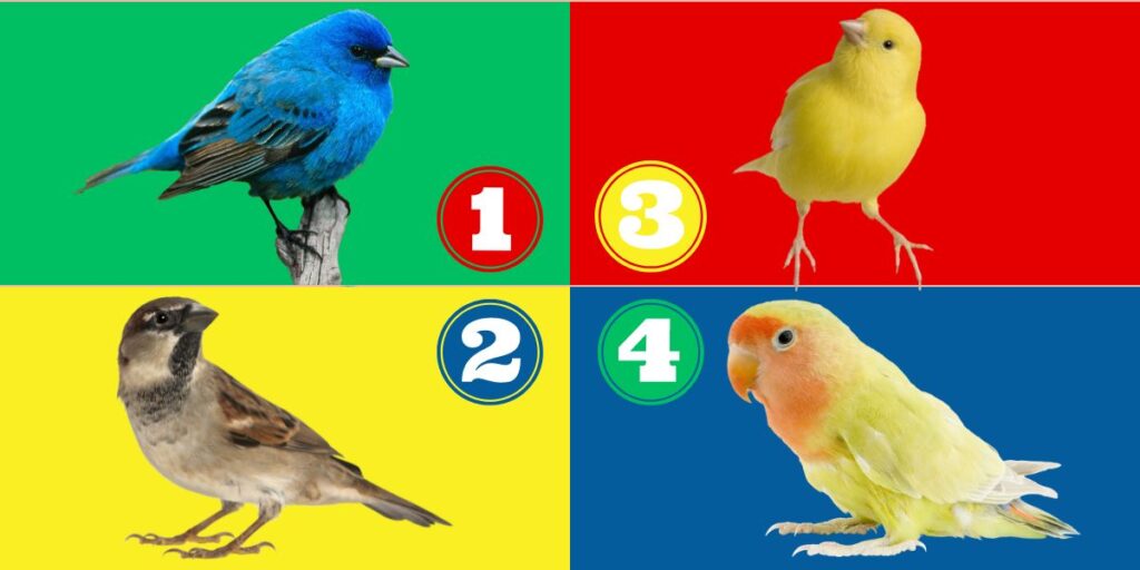 Unlock Your Problem-Solving Style: Take the Bird Personality Test!