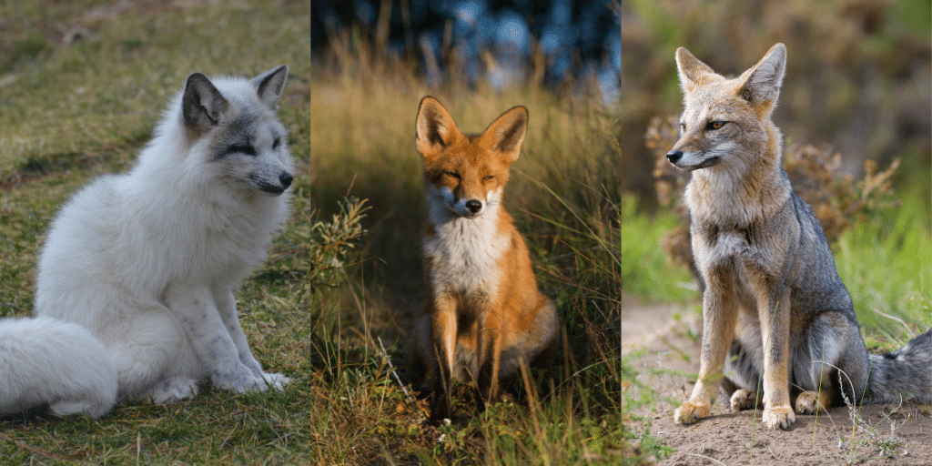 Discover Your Slyness: Take the Fox Personality Test