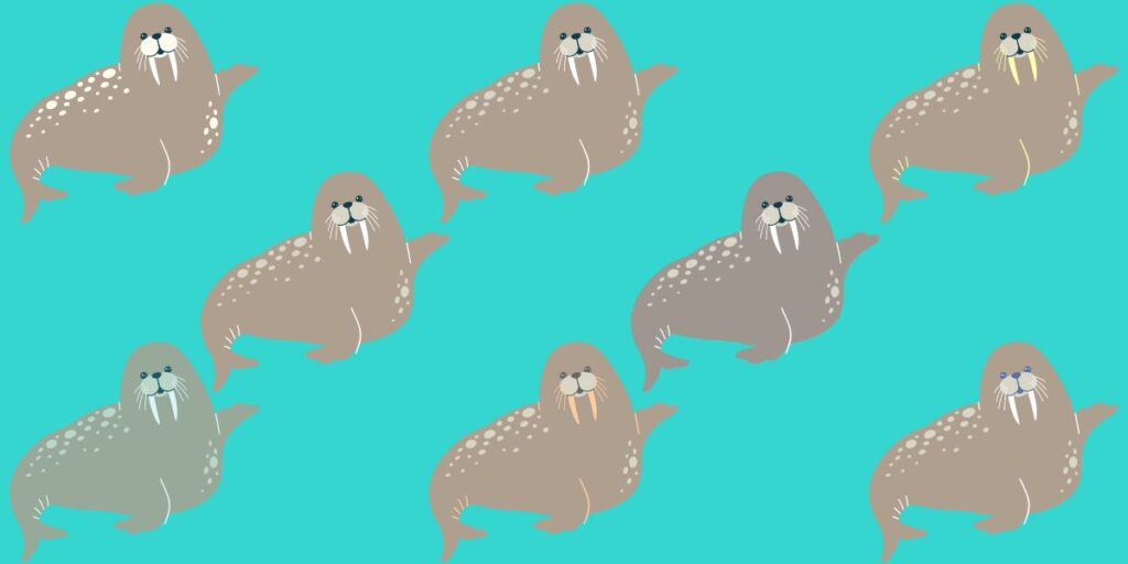 Can You Beat the 4% Challenge? Find Walrus Pair in 6 Seconds